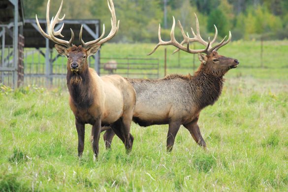 Winnebago Voyage 2427RB - Family RVing Magazine