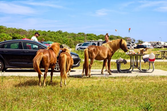 Natural Wonders in the Rio Grande Valley - Family RVing Magazine